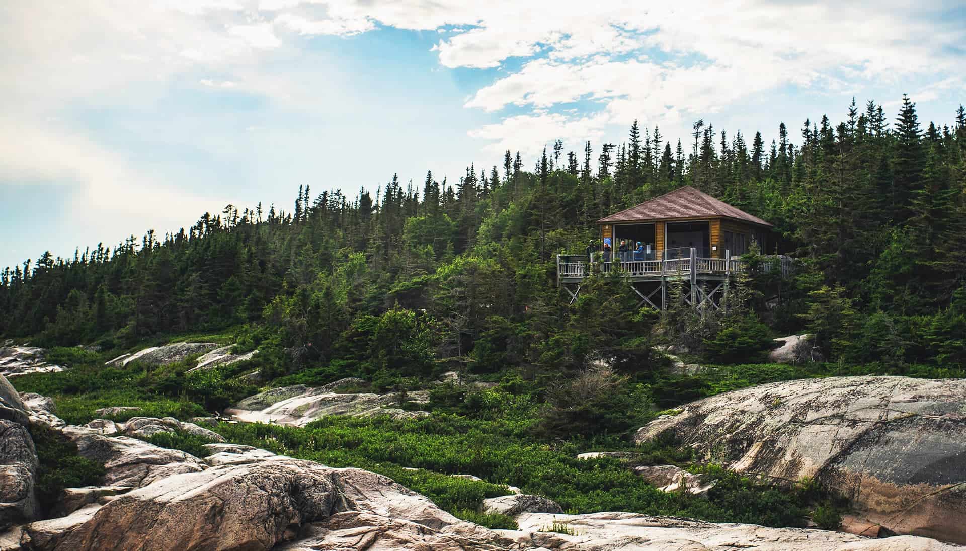 How Tree Reshaping Can Restore Balance to Your Landscape - Gamston Tree ...